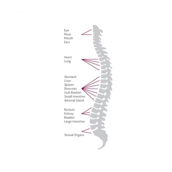 Chiropractic BioPhysics | CorePosture | Chiropractor Newport Beach